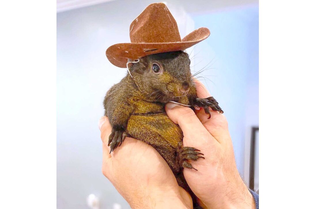 Inside the investigation, seizure and death of Peanut the social media ...